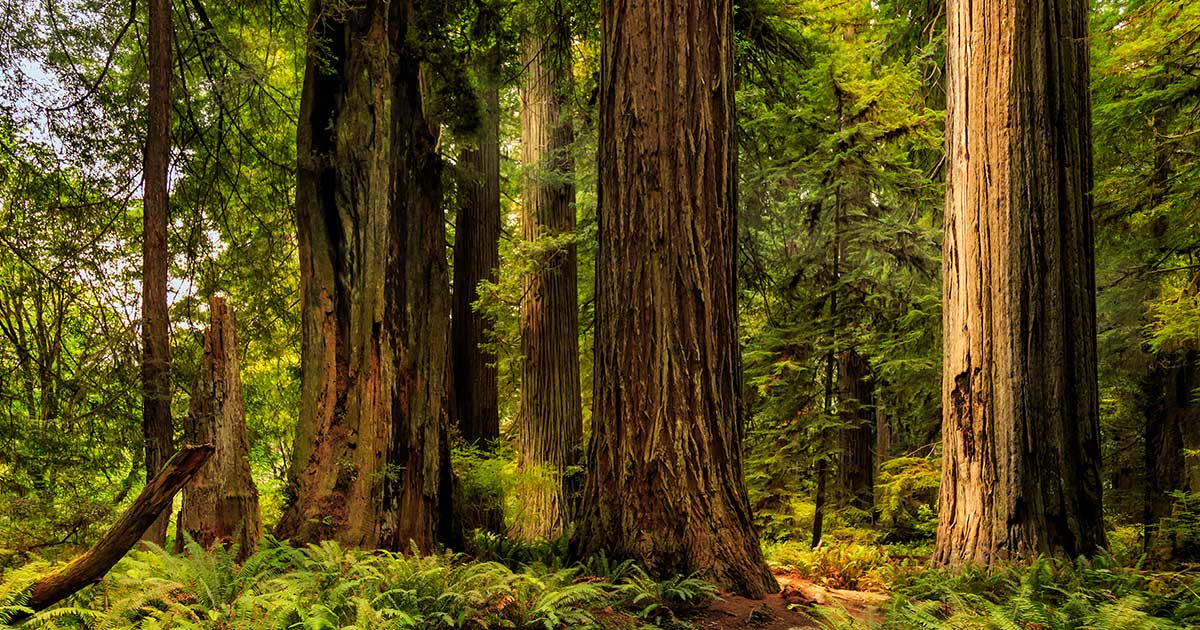 About | Canopy offshore wind farm